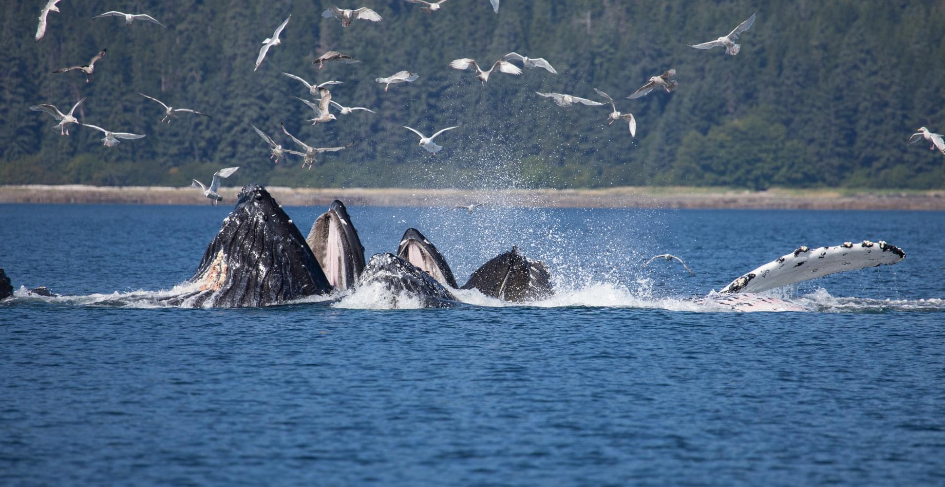 Alaska's National Parks Grand Slam - Off the Beaten Path