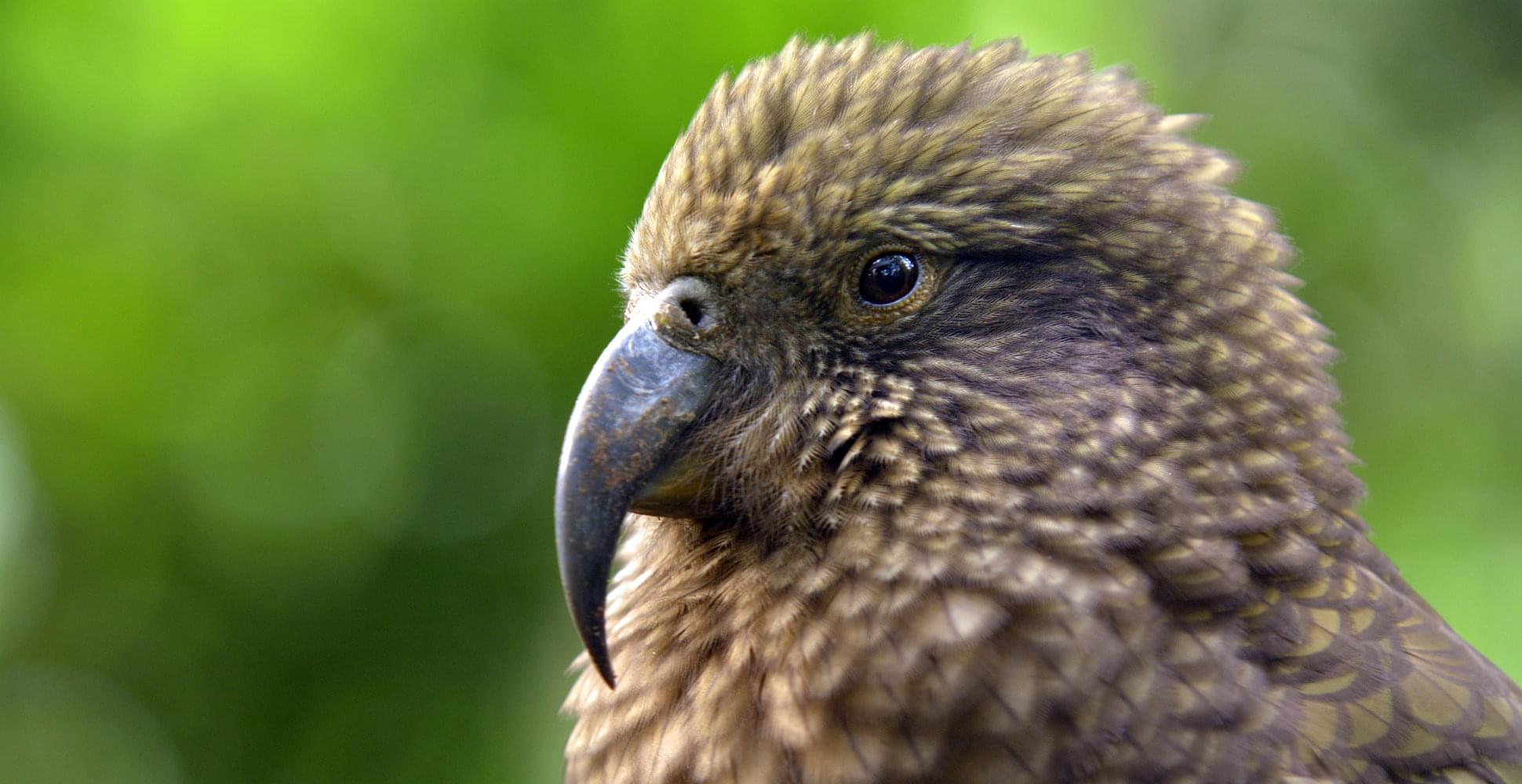 Hiking Adventure on the South Island - Off the Beaten Path